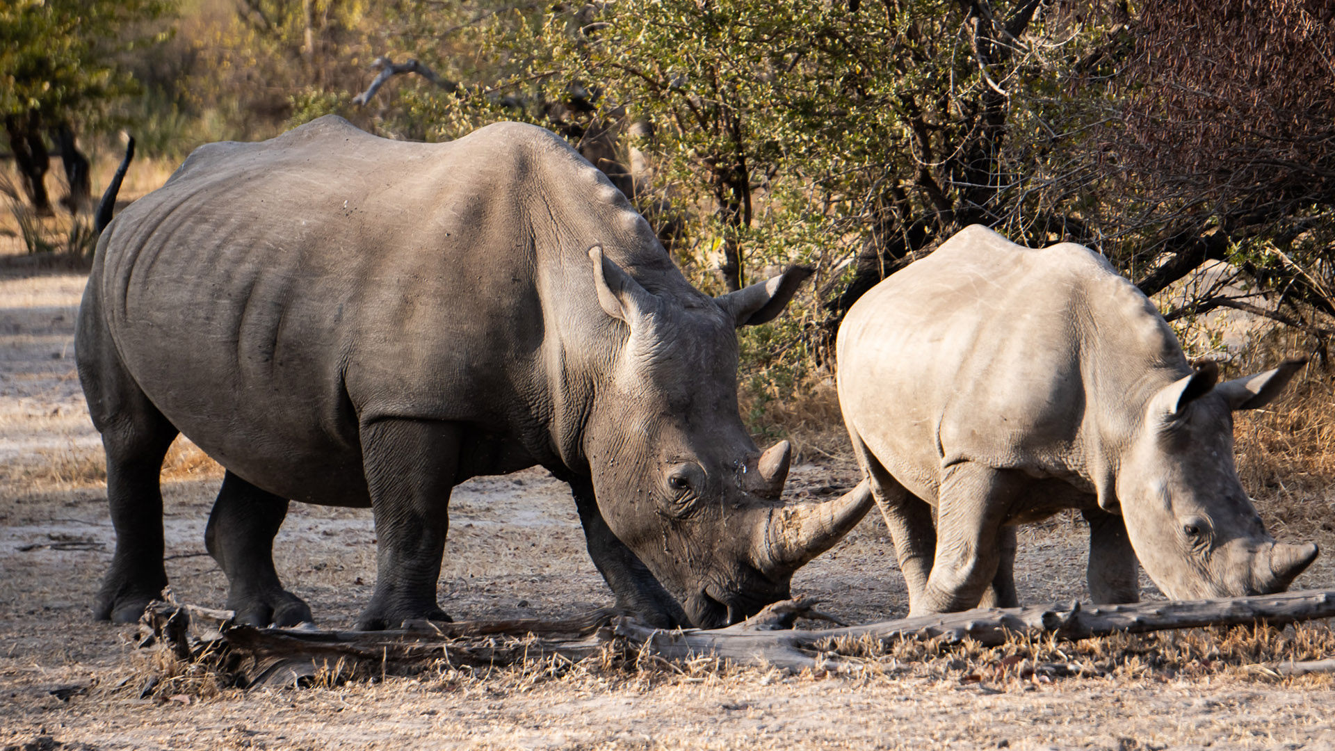 African Rhinos | The Majestic Creatures of Africa’s Eden | Safari Culture